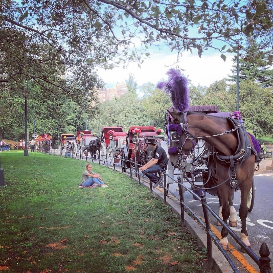 Horse Carriage NYC Central Park - Horse Carriage Rides in Central Park ...