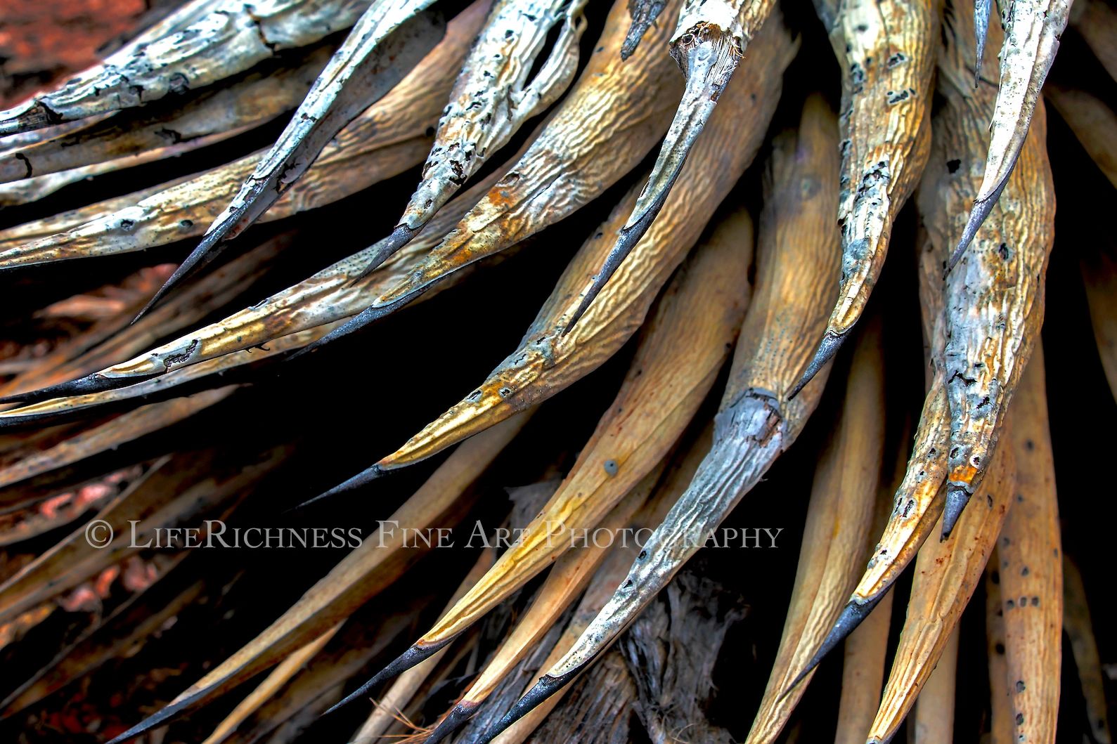 Photographic Art - LifeRichness Fine Art Photography