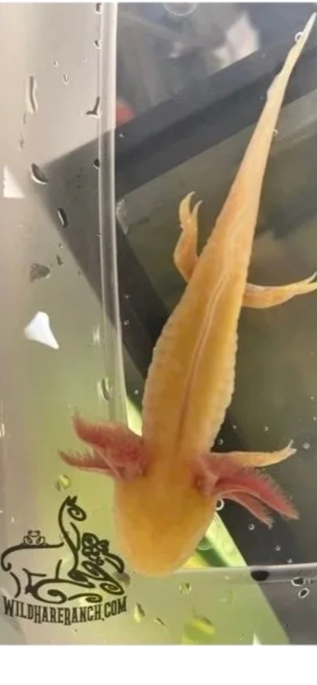 Hypomelanistic (Rose-Gold) Axolotl