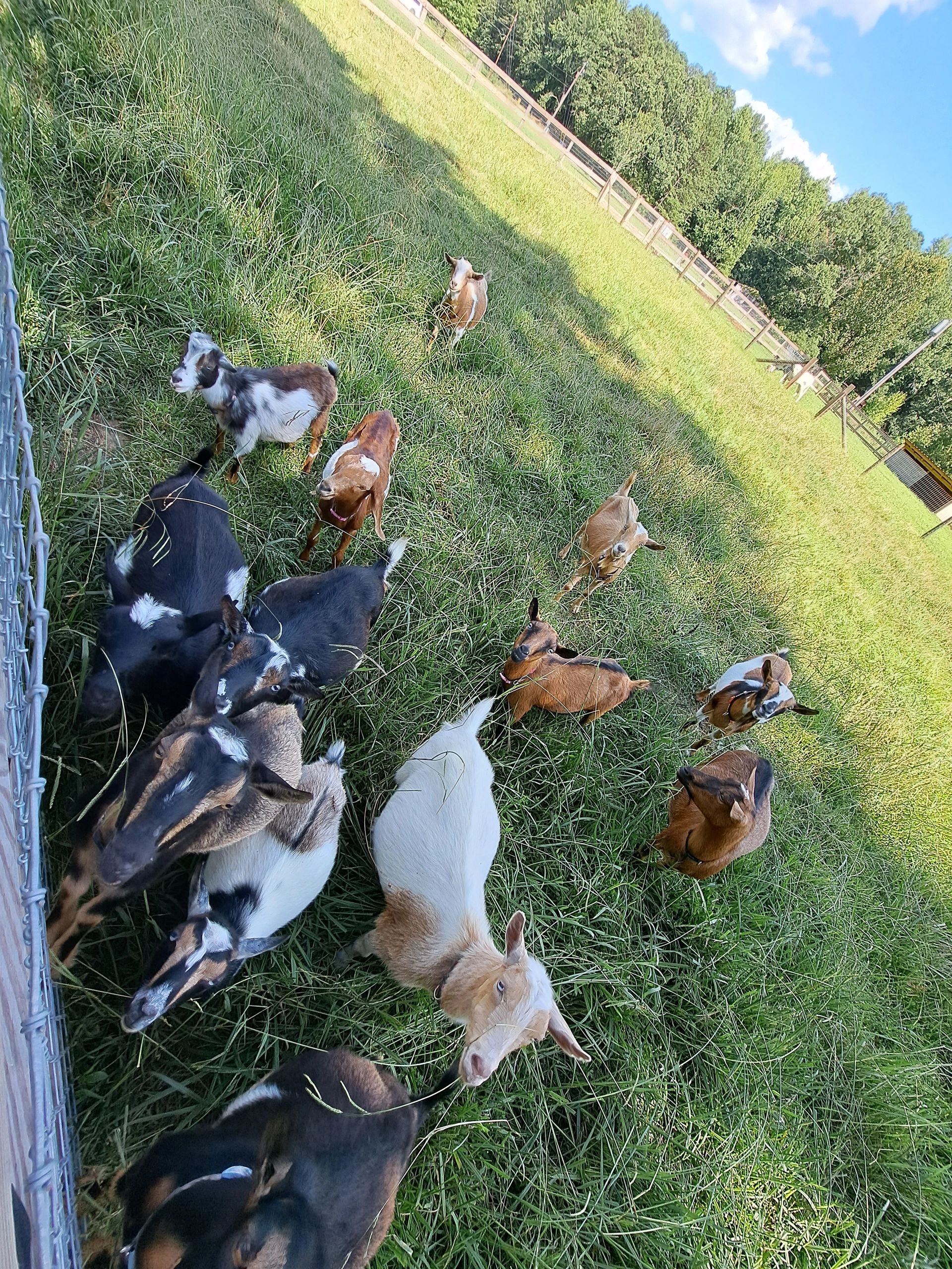 Polled Nigerian Dwarf Goats for Sale - Running Fawn Farm