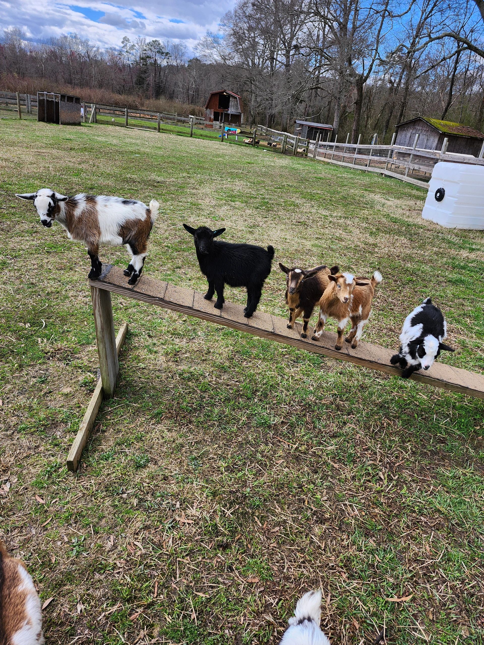 Nigerian Dwarf Goats- Running Fawn Farm