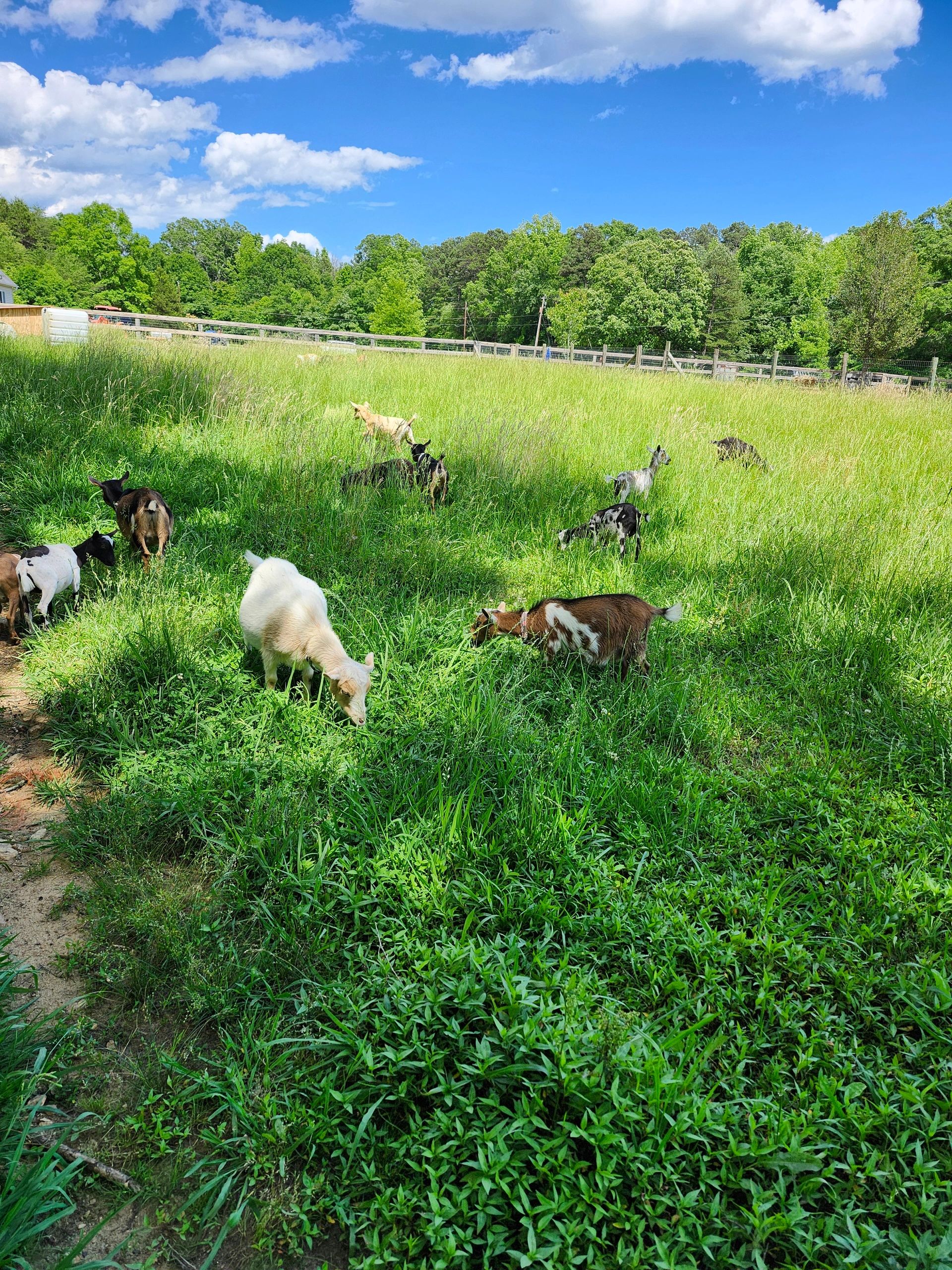 Nigerian Dwarf Goats- Running Fawn Farm