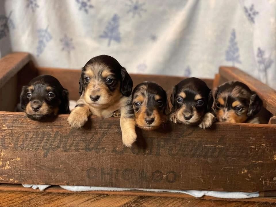 Trusted Miniature Dachshund Breeders | CR Kennels
