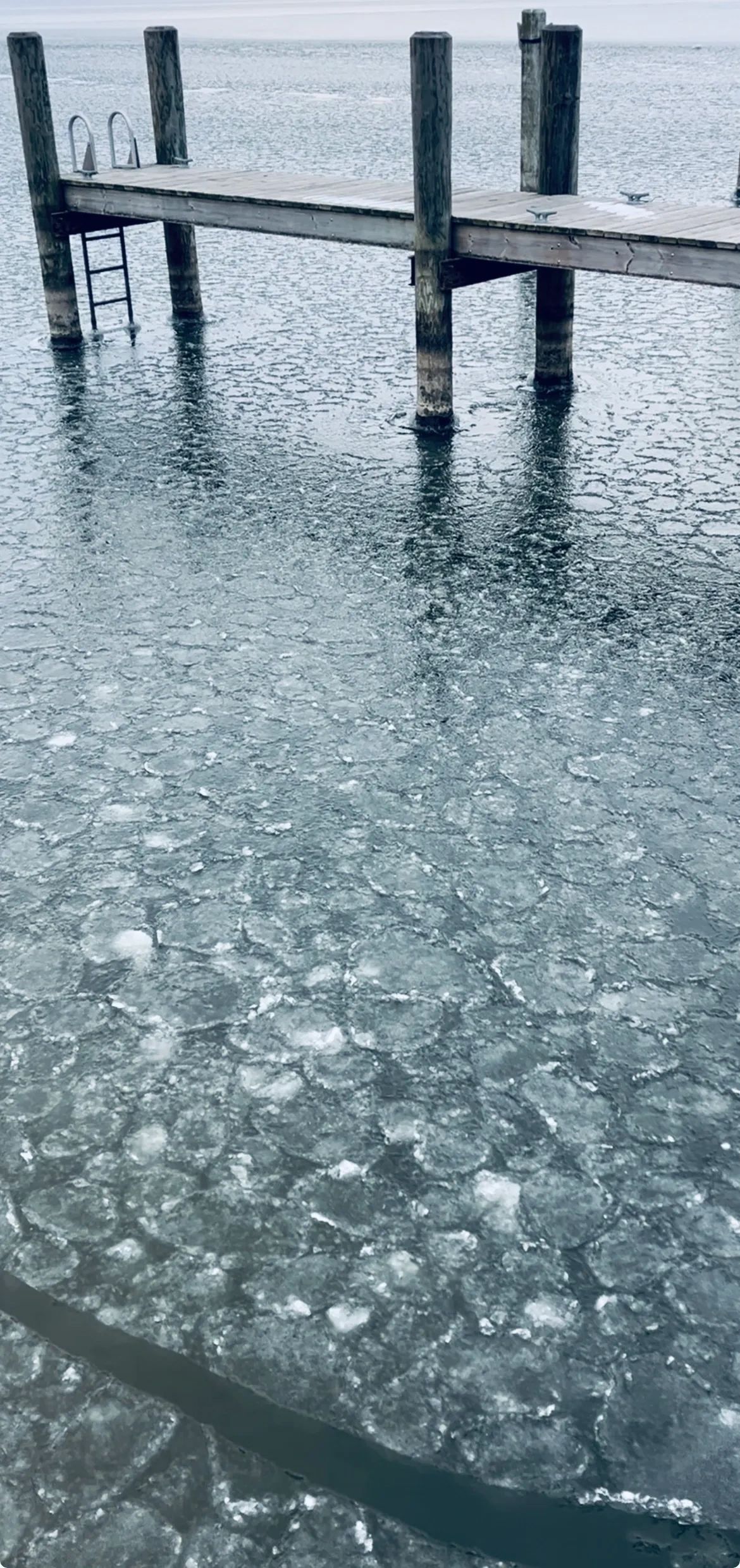 Would You Dive into Icy Water to Save Your Dog?
