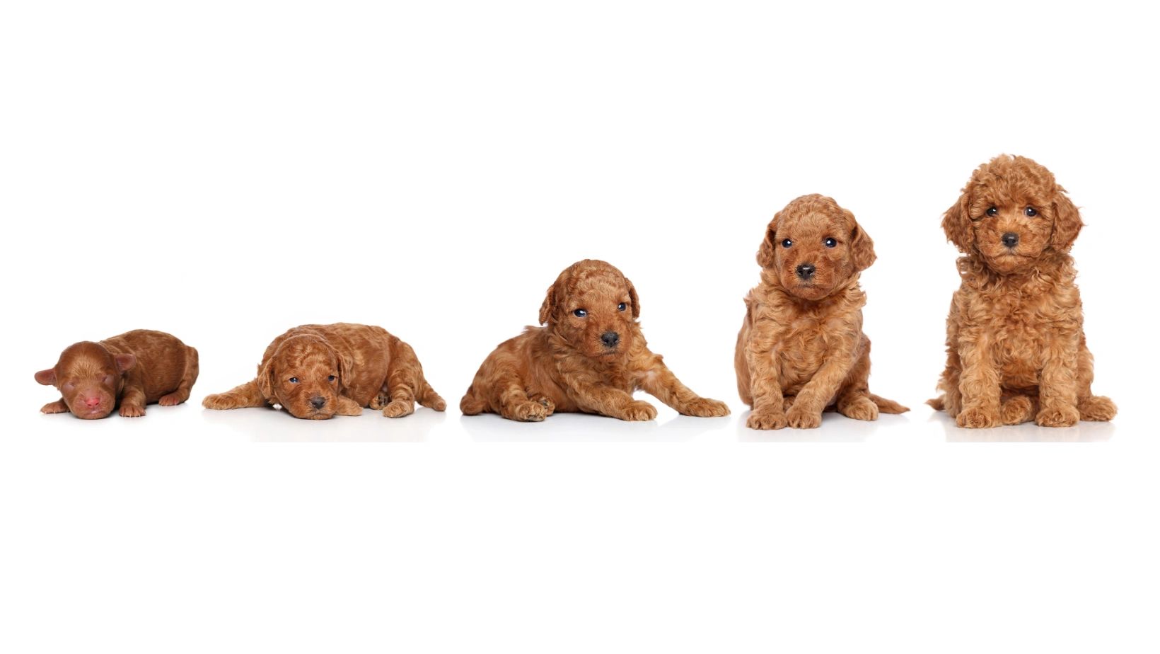 F1 First Generation Cavoodle Puppies - Georgie's Cavoodles