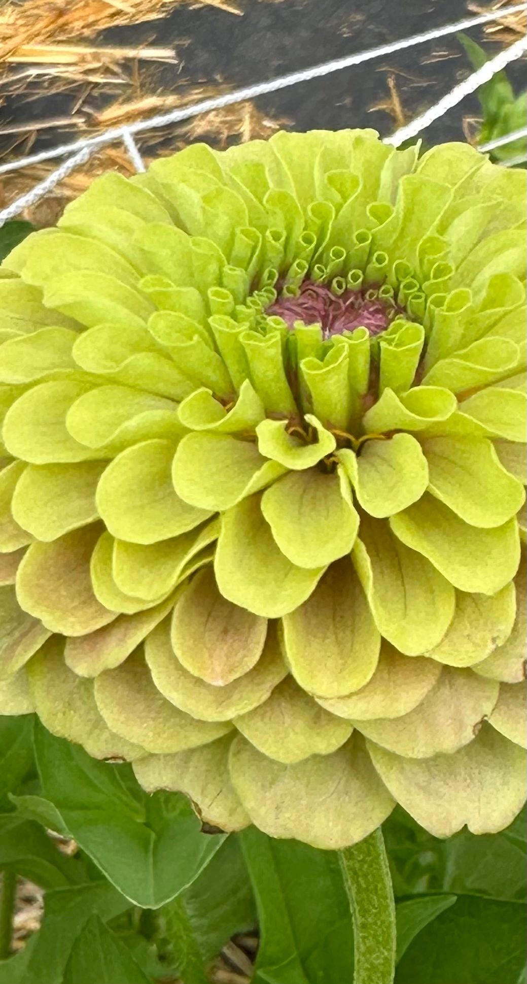 Flower Farm - Freshly Picked Flowers directly from the field