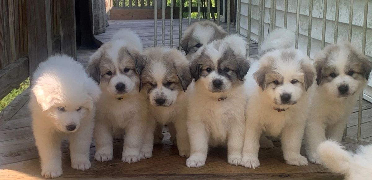 Purebred Great Pyrenees Puppies | ppgbbe.intranet.biologia.ufrj.br