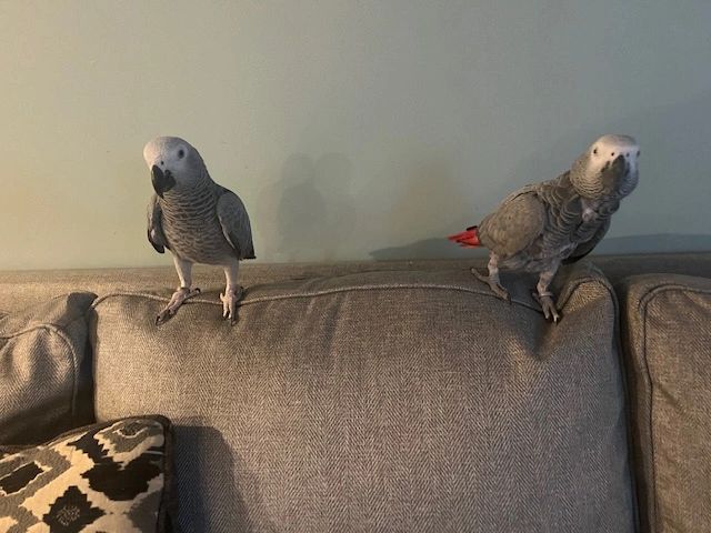 Parrot Pandemonium - Your One-Stop Shop for All Things Parrot