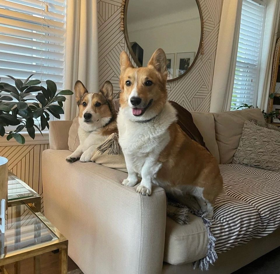 J9'S Canines LLC (Cats & Critters too)