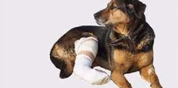 About US | RMV Multi-Speciality Veterinary Clinic