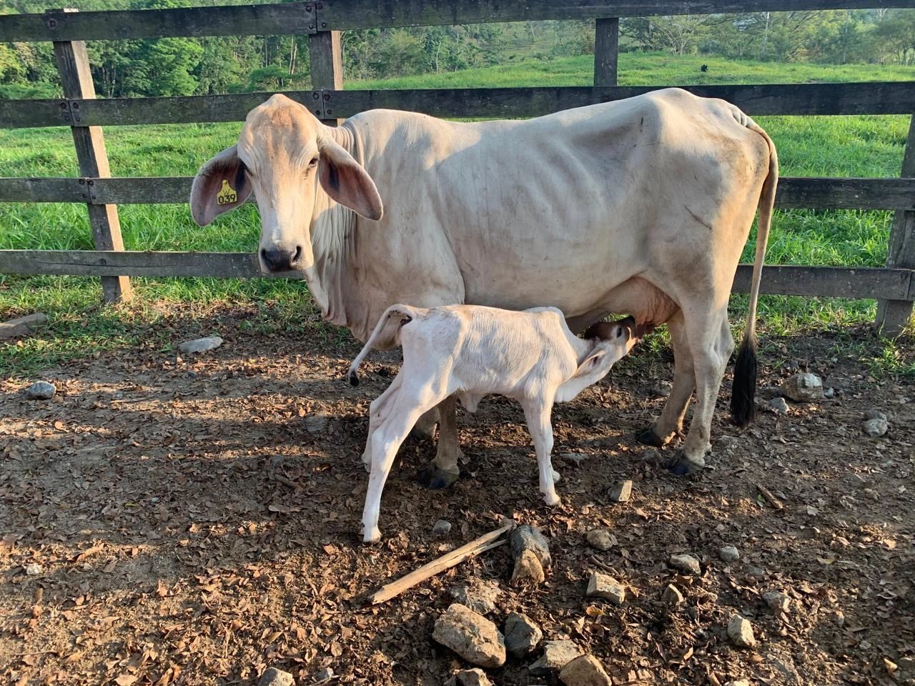 SALUD Y BIENESTAR ANIMAL