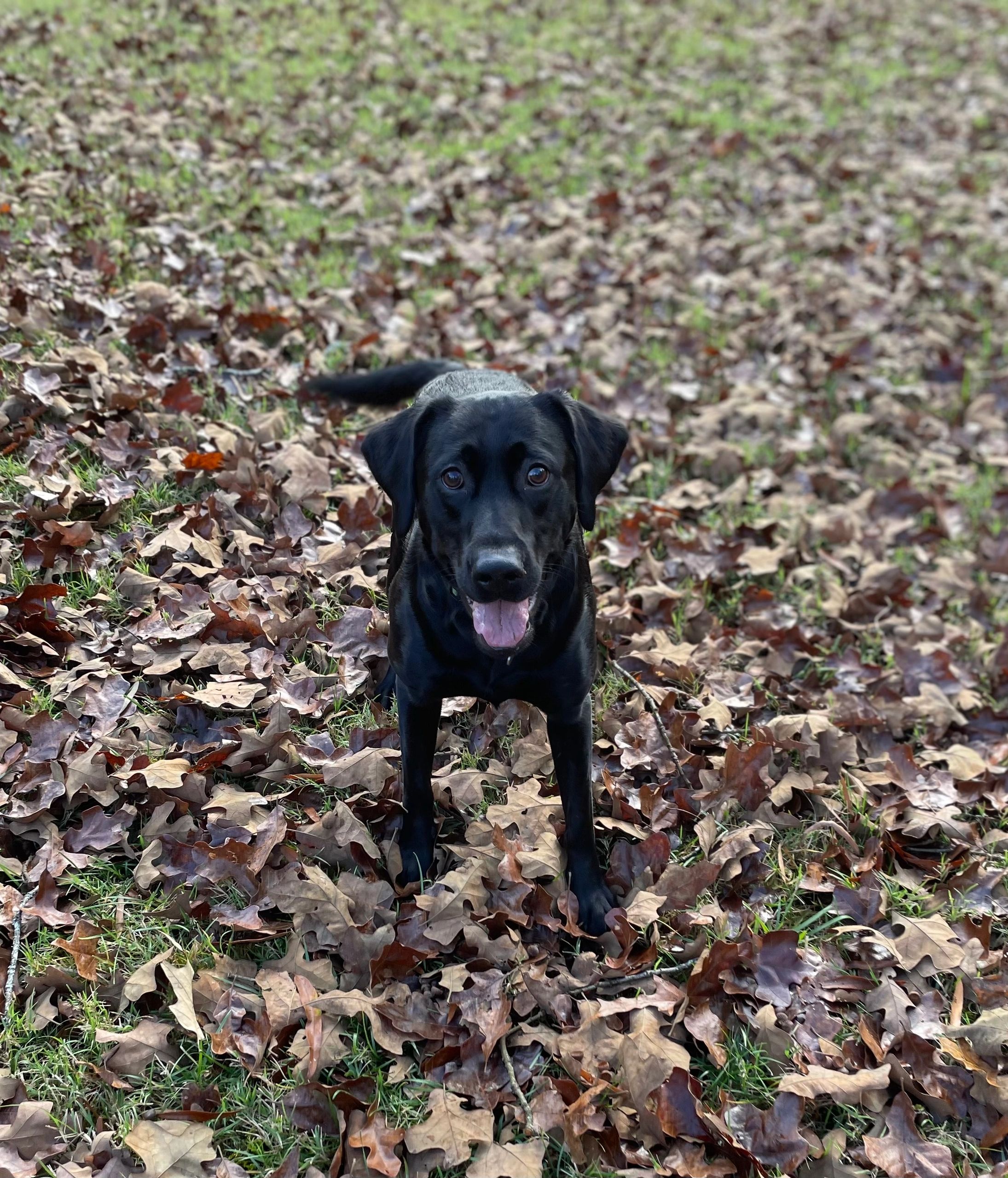 Gauntnosedogtraining