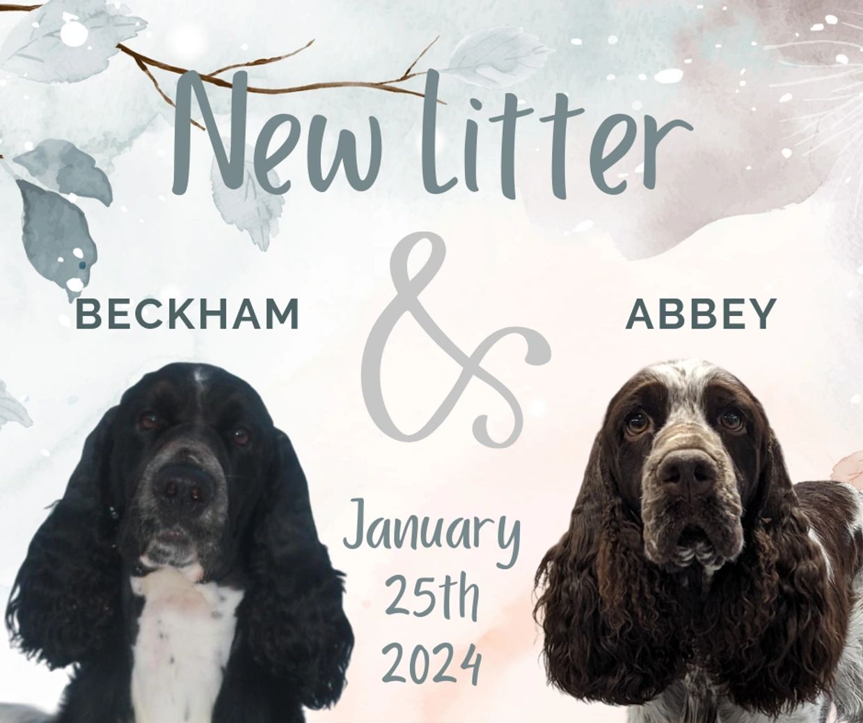 Current Litters