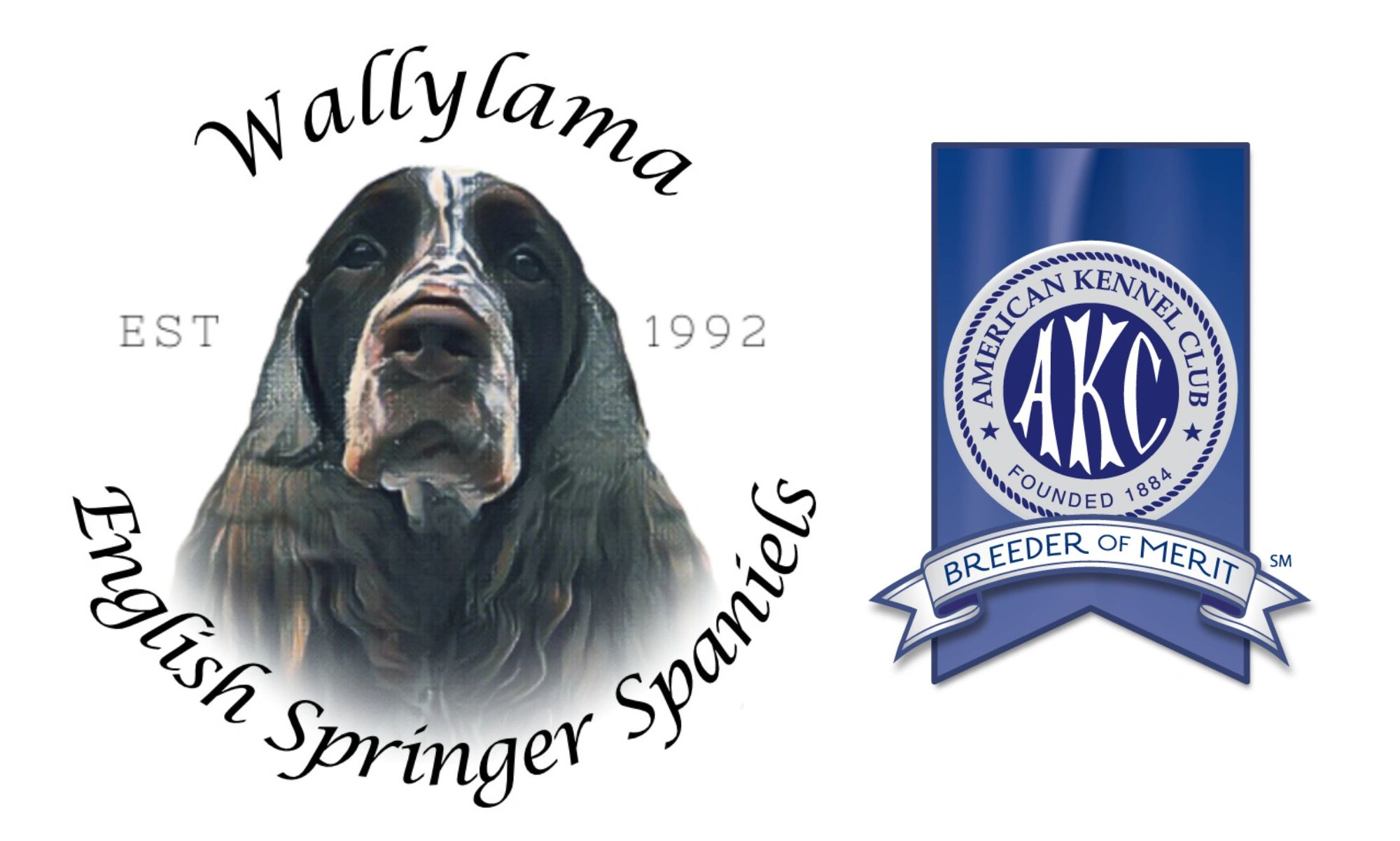English Springer Spaniels: Your Perfect Puppy from a Trusted Breeder