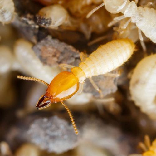 Bloom Exterminators Inc