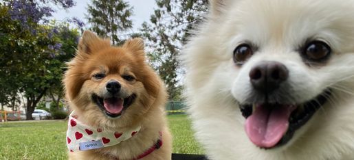 Shop for Organic Dog Treats with Biodegradable Packaging