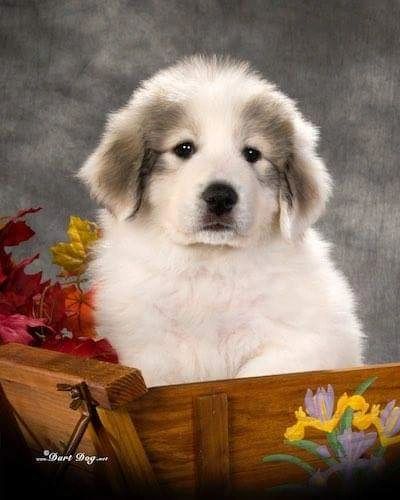 Great Pyrenees Puppies - R Pyr Great Pyrenees