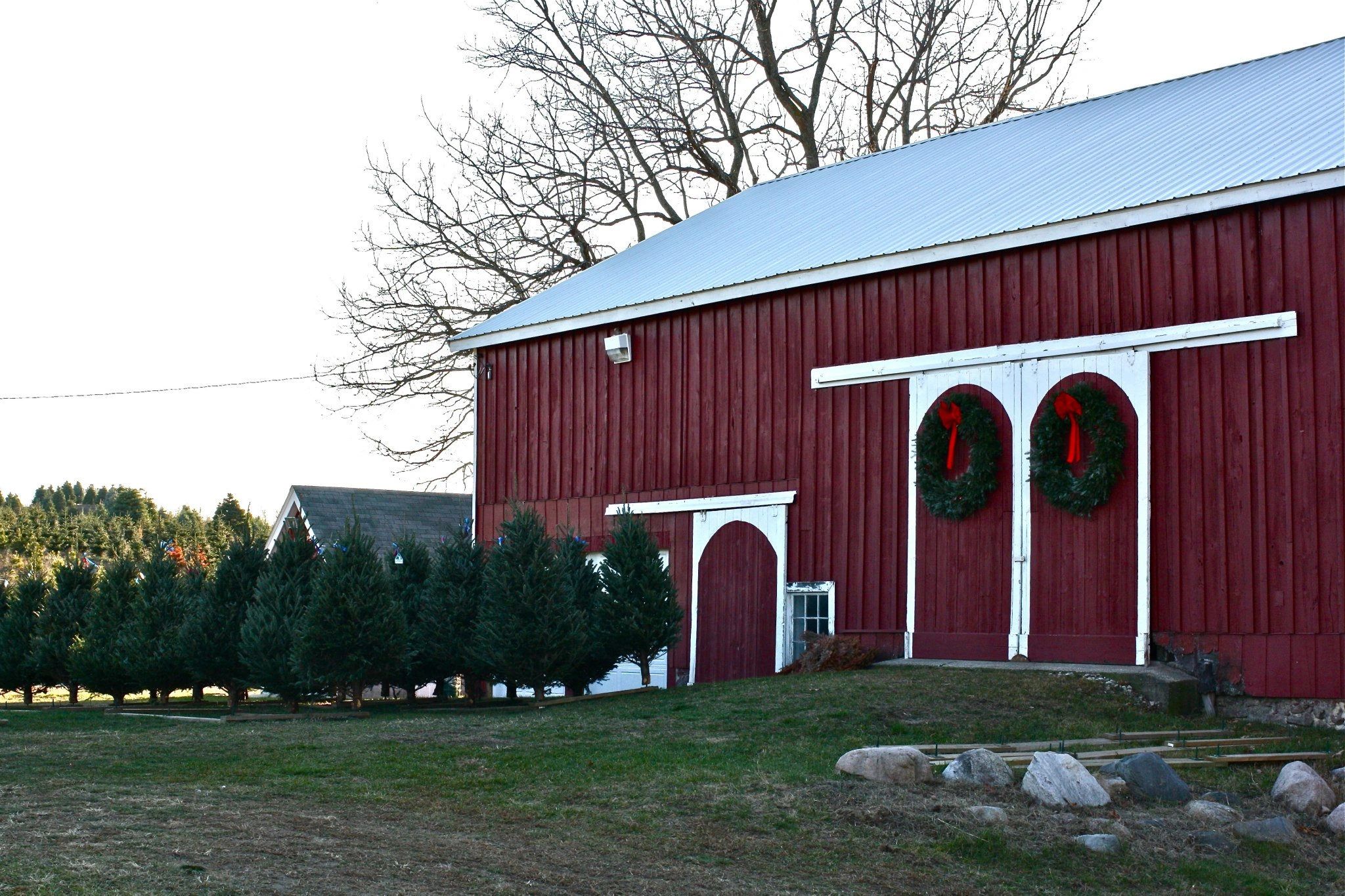 Hart Christmas Tree Farm in Rockford, MI - Family Fun