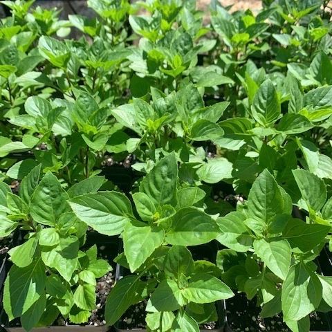 Basil ‘Greek columnar’ (perennial basil) - 4’’ pot