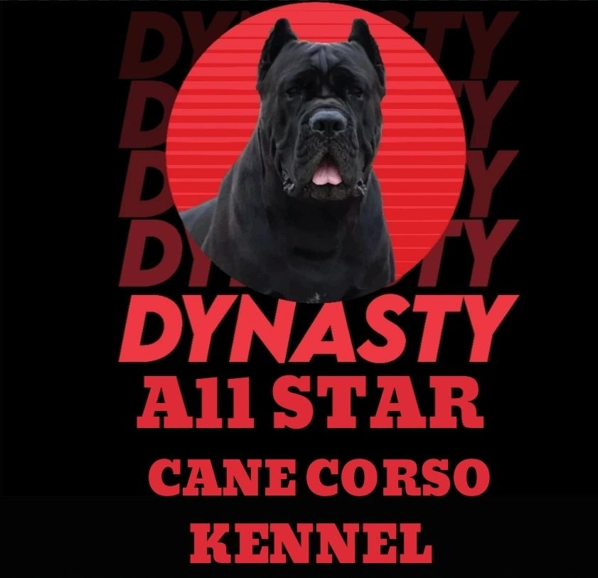 Dynasty All Star Kennel - Cane Corso Breeder, Cane Corso Puppies for ...