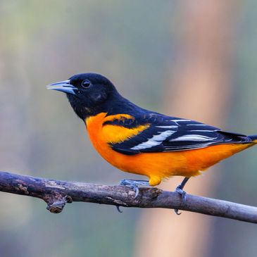 California Backyard Birds