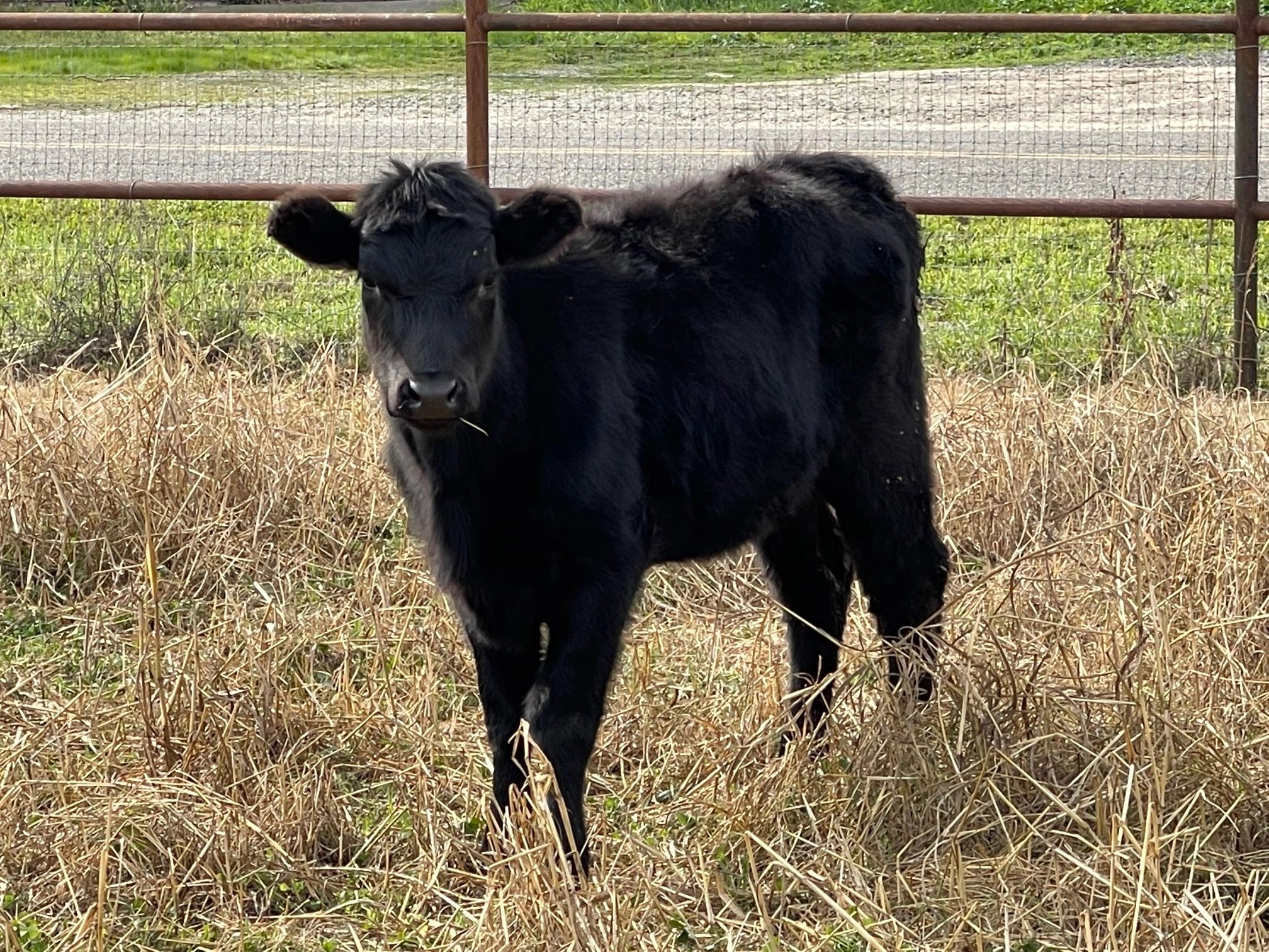 Premium Black Angus Beef Sales