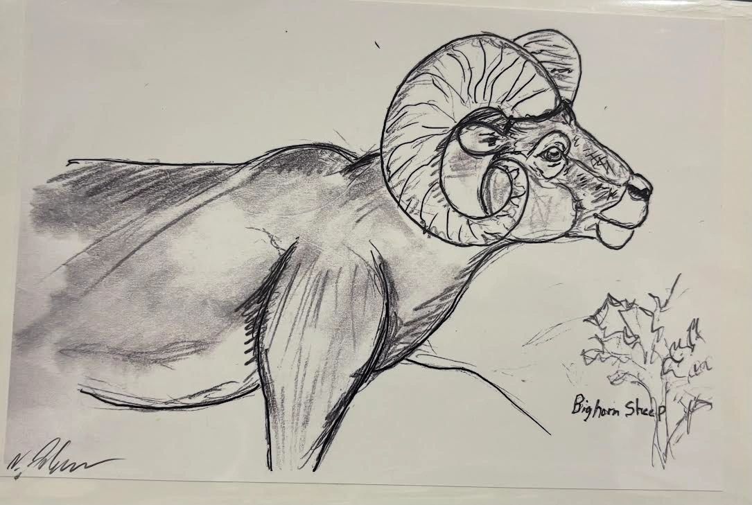Bighorn Sheep sketch