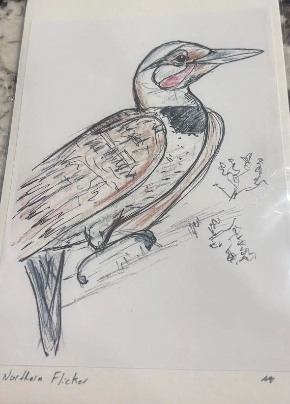 Northern Flicker Sketch