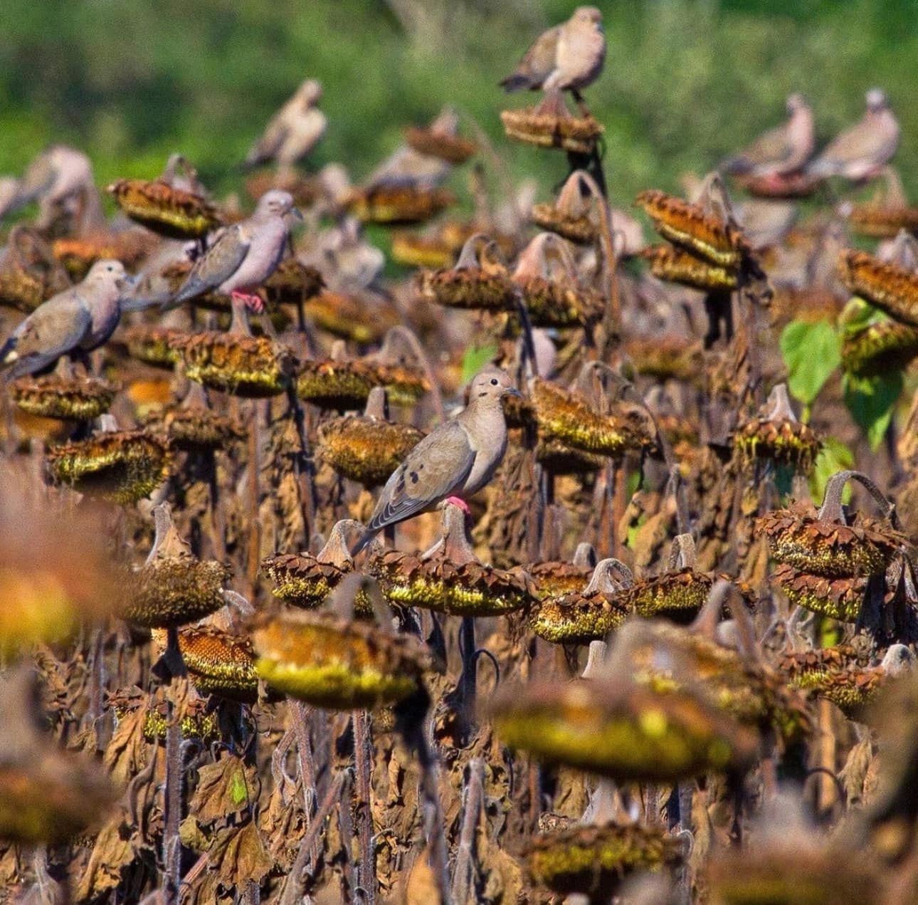 Whitewing Doves