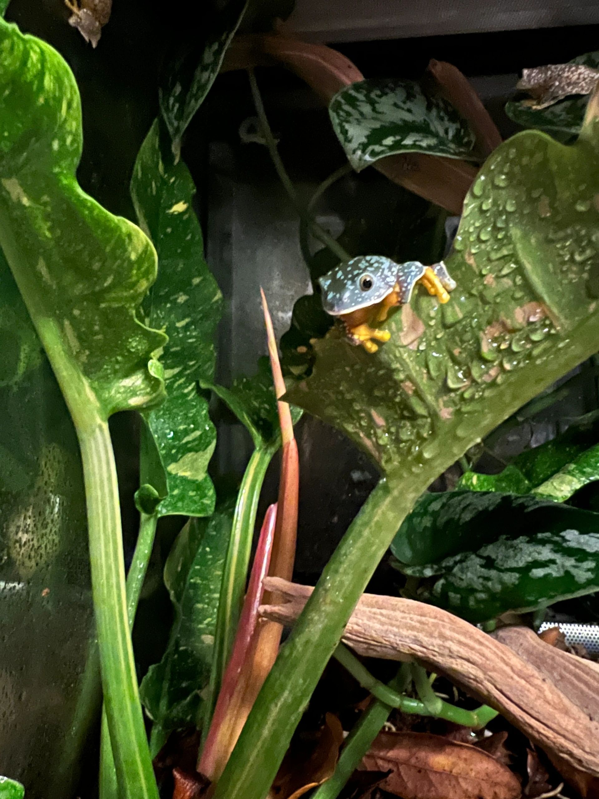 Malama Exotics - Orchid Mantis, Praying Mantis for Sale, Ghost Mantis