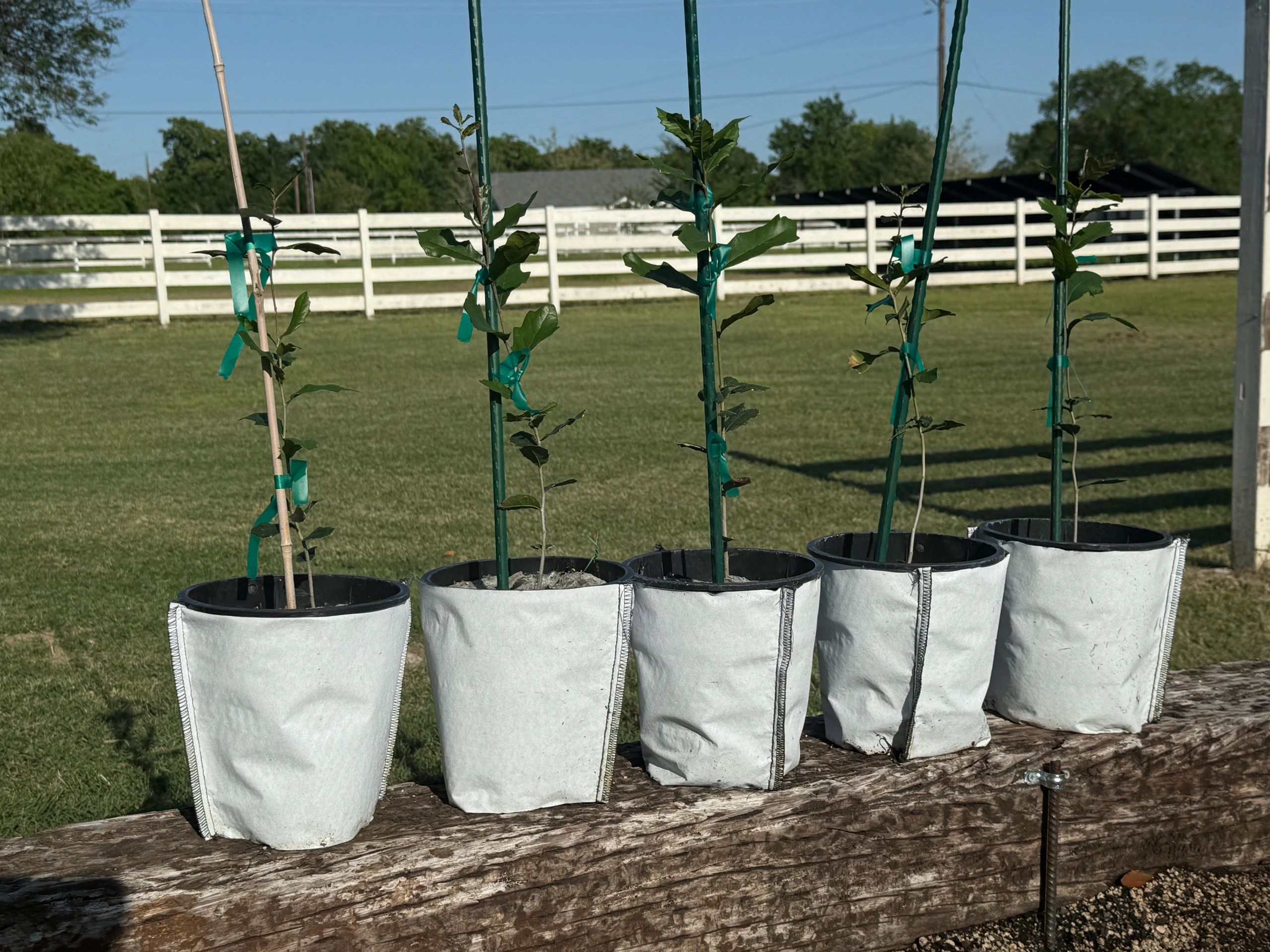 For Sale: Aggie Century Trees