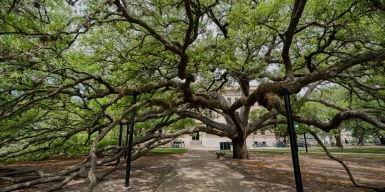 Aggie Century Tree - Aggie Scholarship, Aggie Student Aid, Century Trees