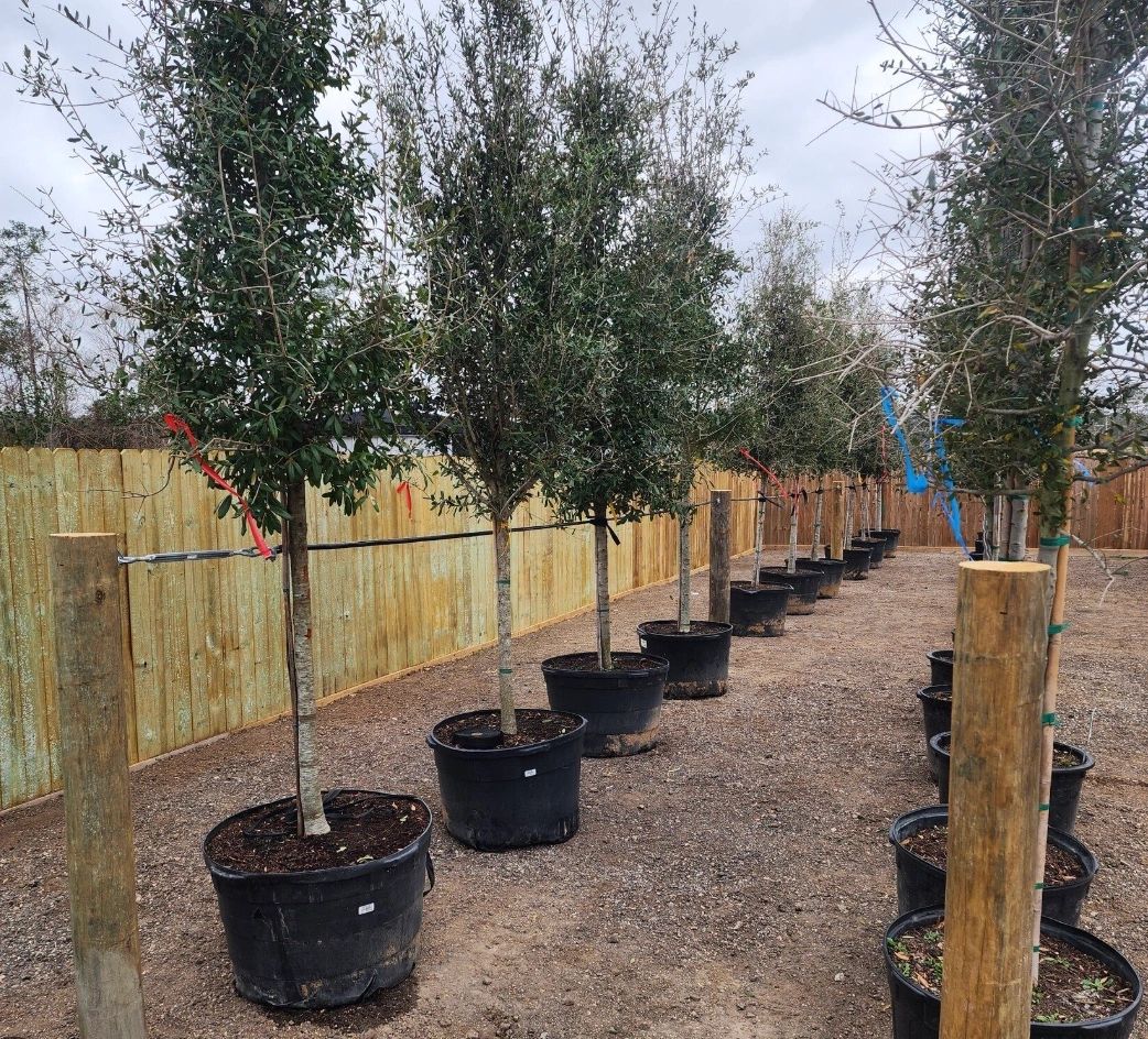 Larger Aggie Century Trees