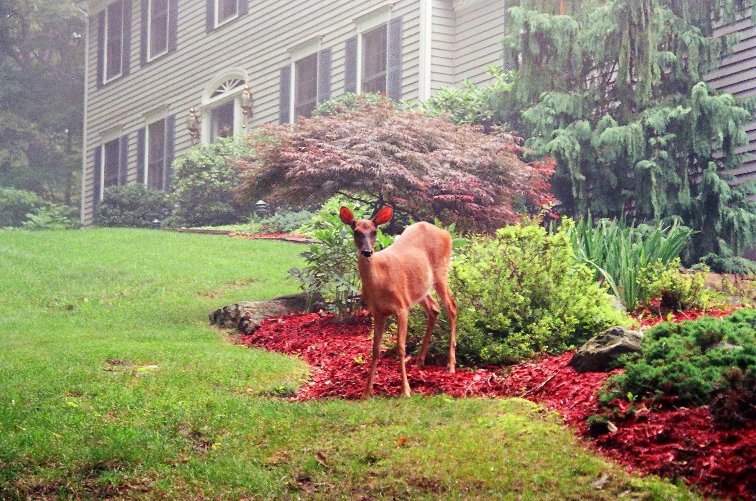 Deer DeFence, LLC - Deer Fence, Tick Control