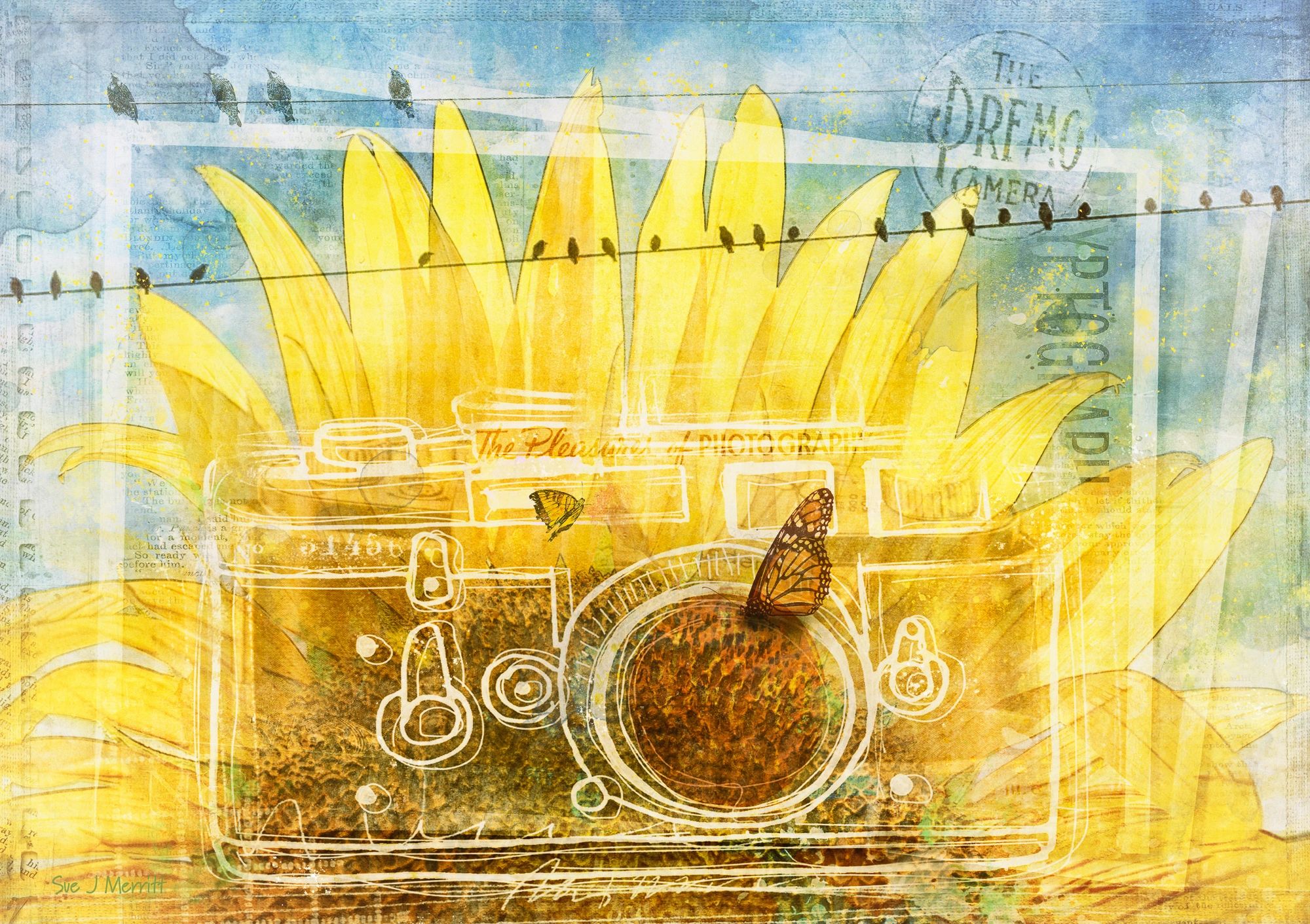 Sue Merritt Photography