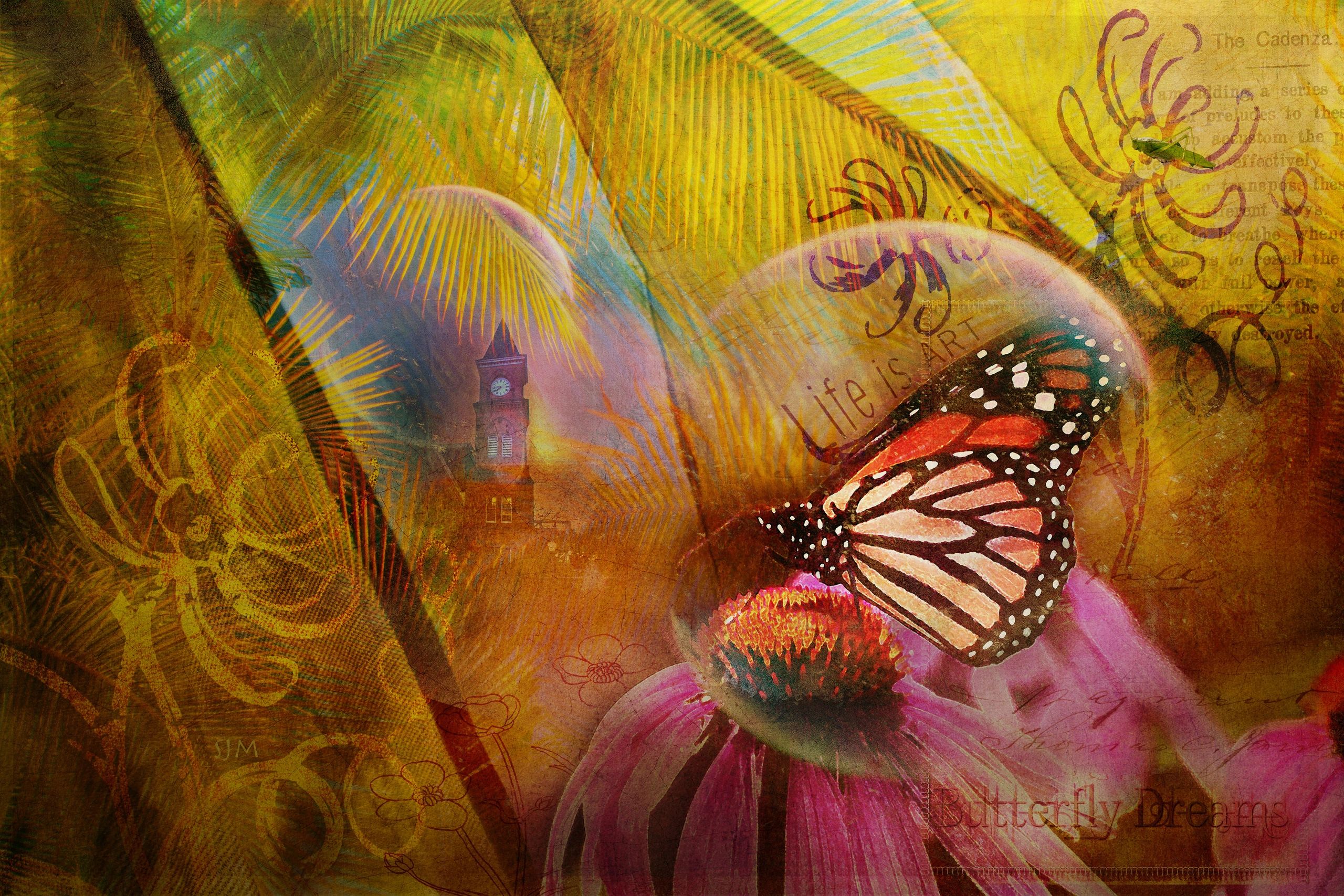 Sue Merritt Photography