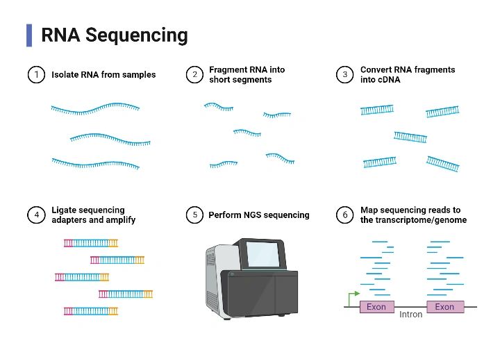 RNA-Seq 101 Introduction to RNAseq