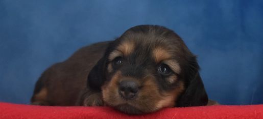 Dachshund - Dachshund