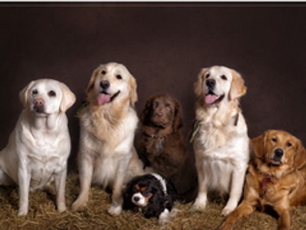 Canine Advisory Ltd - Doggy Day Care - , England