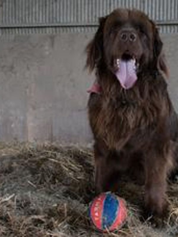 Canine Advisory Ltd - Doggy Day Care - , England