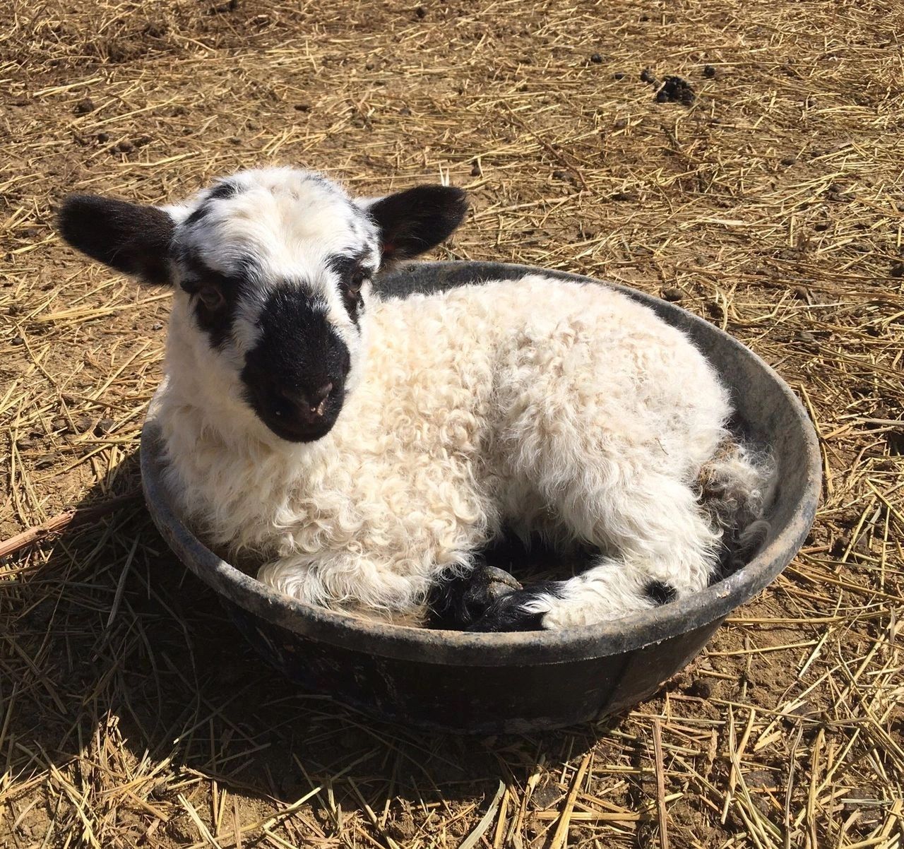 Valais Sheep Breeders - Quality Valais Sheep