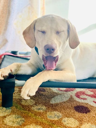 Services | Those Dame Dogs, Dog Training