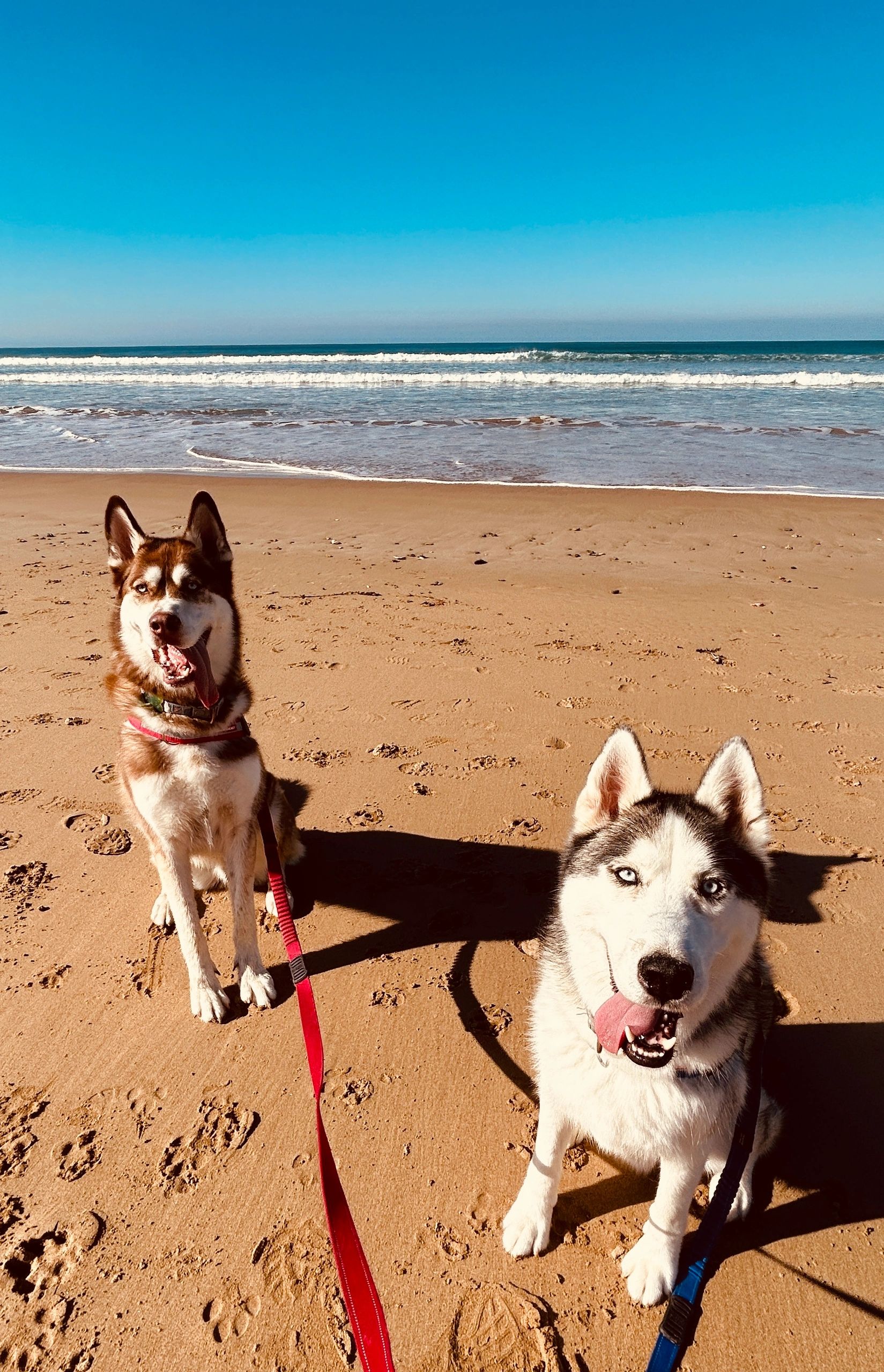 Positive & Pawsome Dog Training | Behavior Training