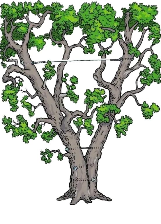 Tree Cabling and It's Benefits