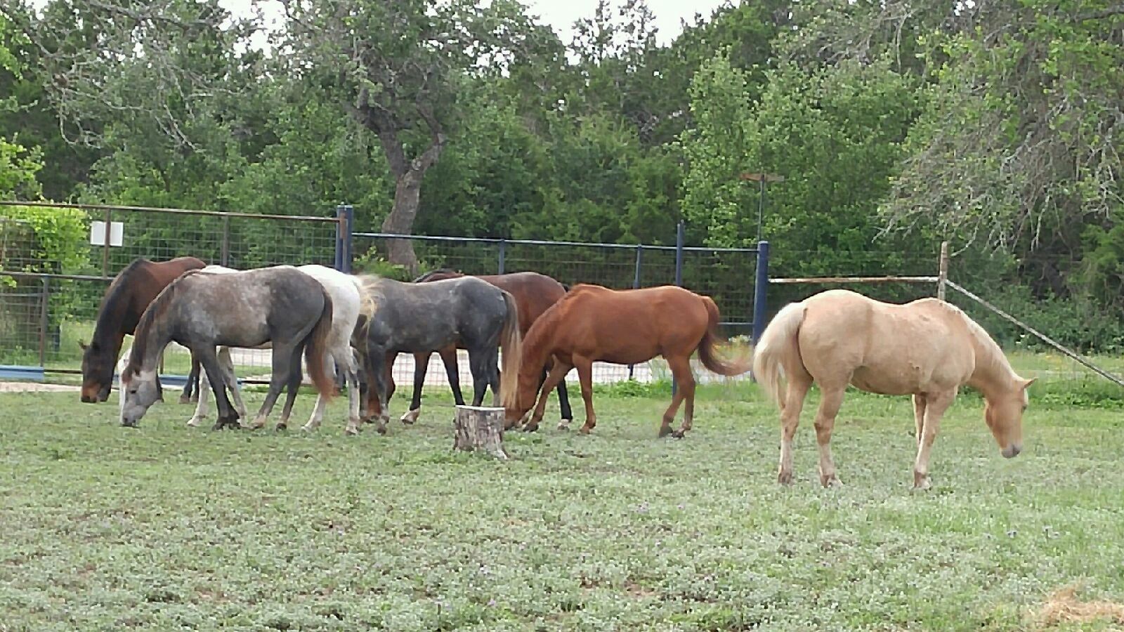 Circle 4 Ranch Quarter Horses