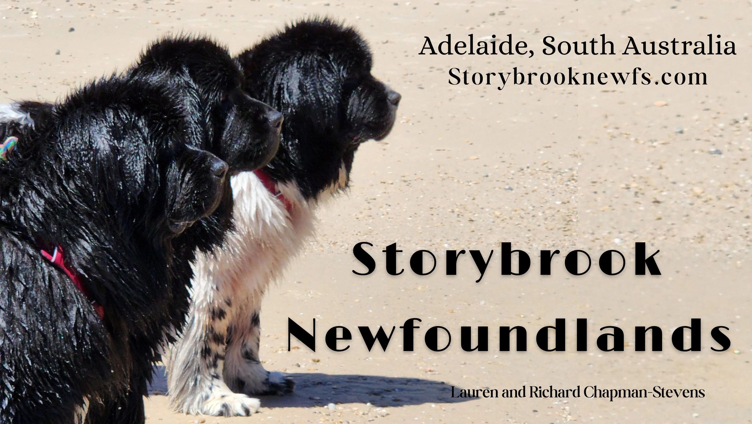 Storybrook Newfoundlands