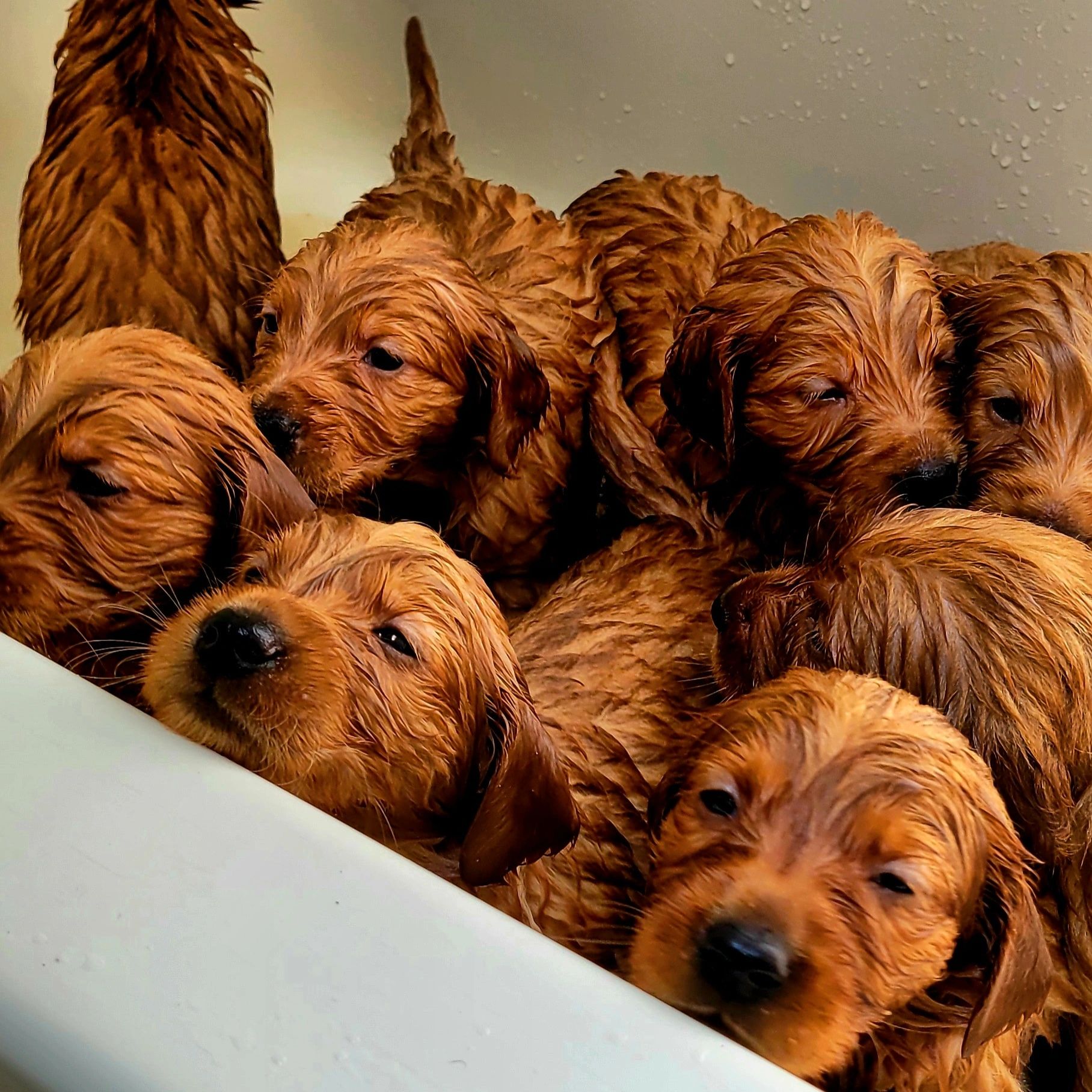 Golden Retriever Puppies for Sale | Goldencopperhills