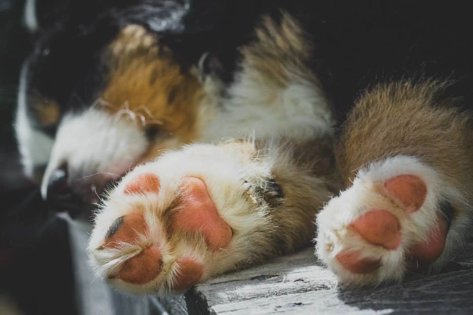 Furry Friends Inn & Dog Day Care