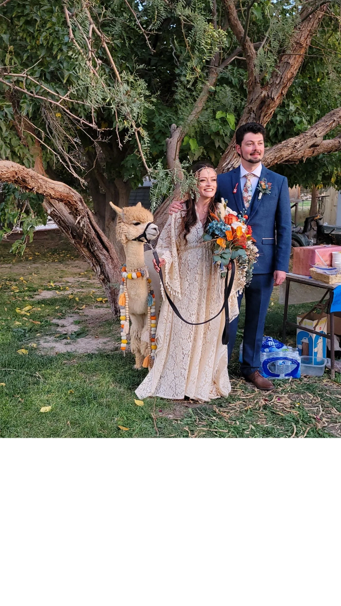 Little Red Barn Wedding Chapel with Furry Friend Alpaca Wedding
