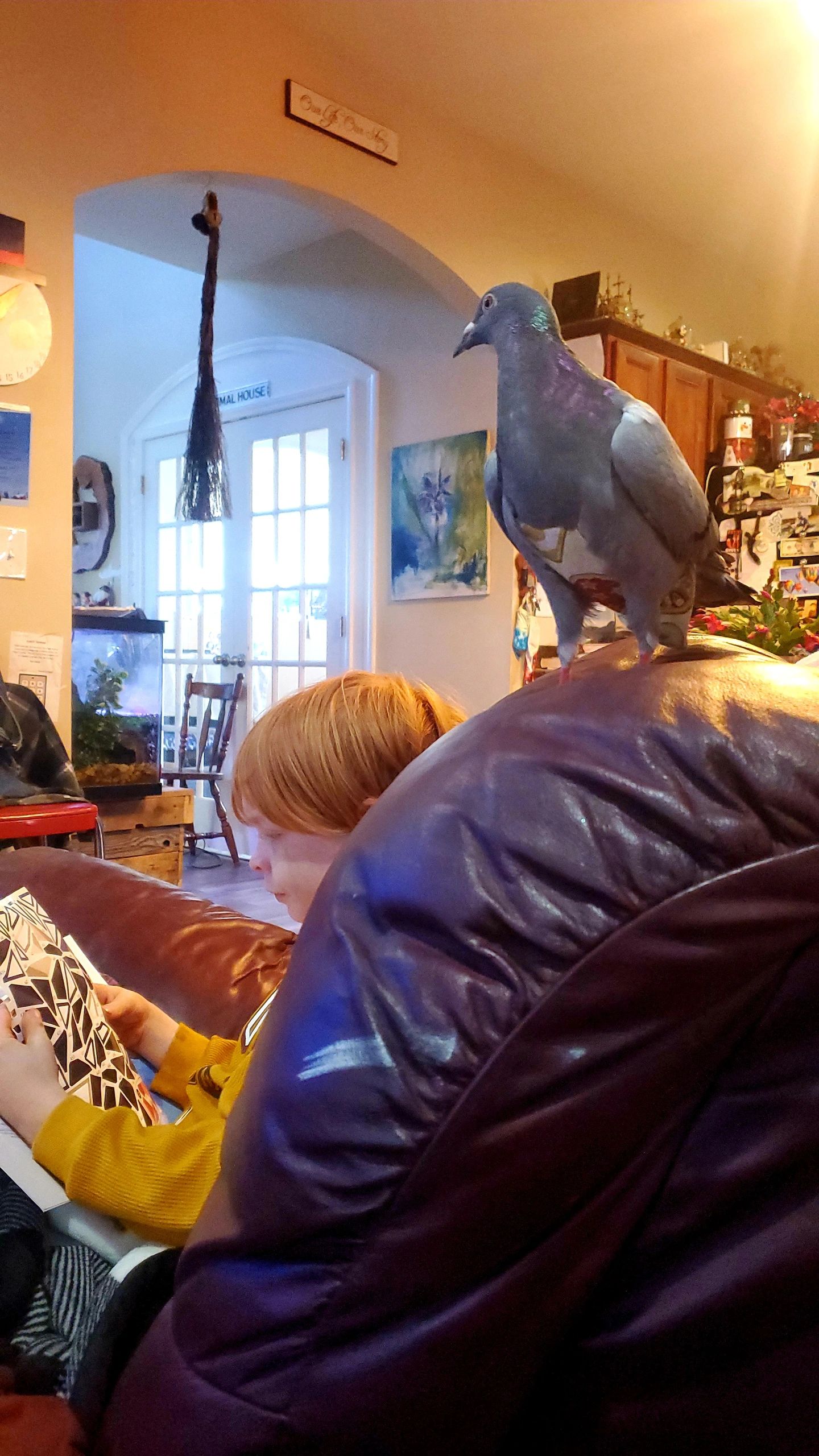 Pigeons as indoor pets... and what to expect!
